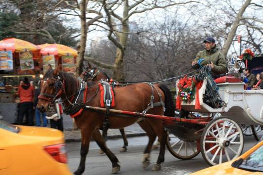 The Tireless Animal Activist Local Issues