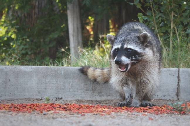 park raccoons ill, dog owners cautioned